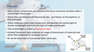 Fluorescence microscopy presentation | PPTX