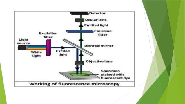 FLUORESCENCE MICROSCOPY fisrt semester.pptx