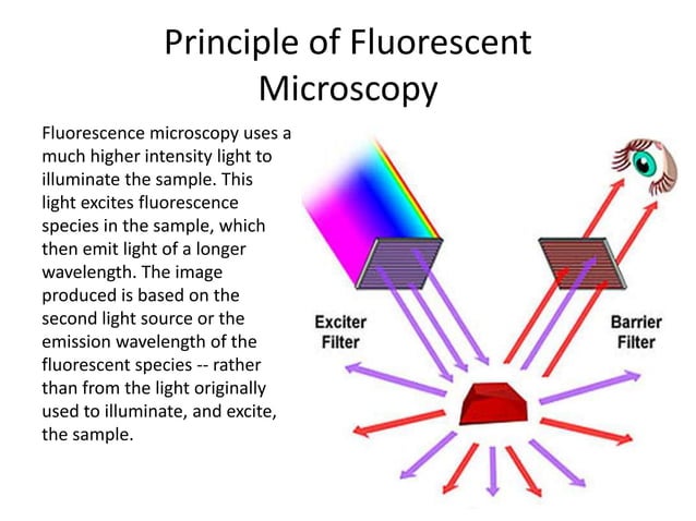 Fluorescence microscopy | PPTX | Chemistry | Science