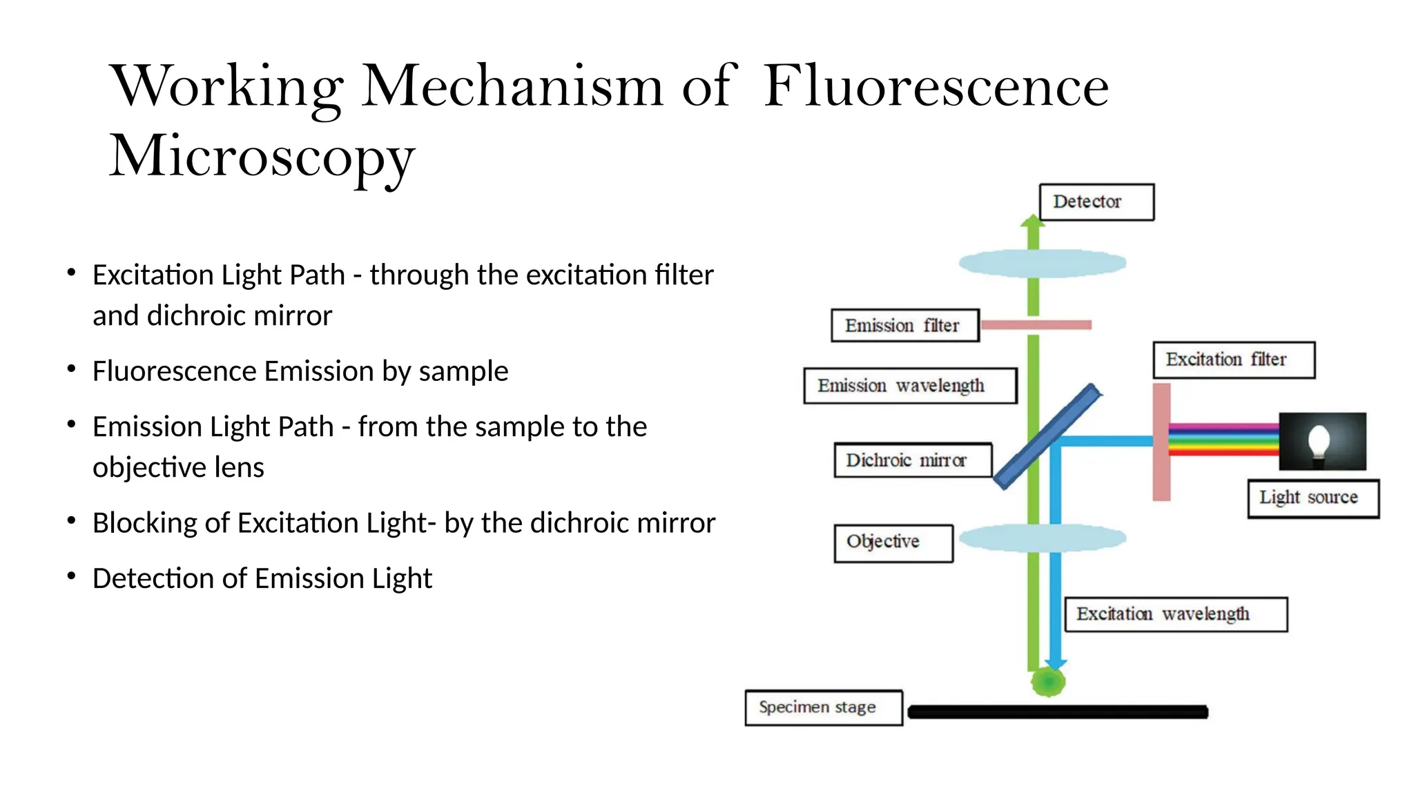 Fluorescence Microscopy Biotechnique ppt | PPT