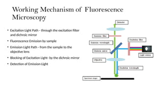 Fluorescence Microscopy Biotechnique ppt | PPT