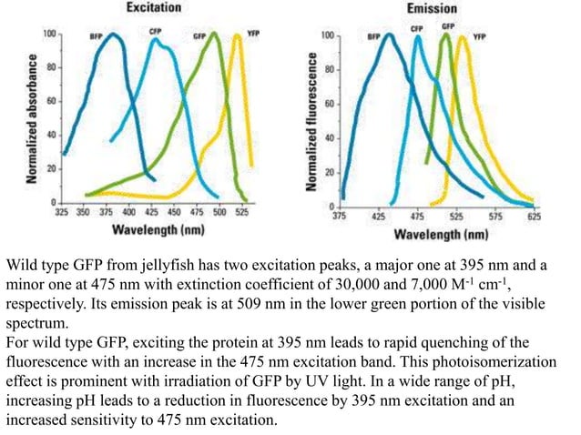 Fluorescence Spectroscopy introduction.ppt
