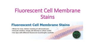 Fluorescent Cell Membrane Stains for Cell Imaging | PPTX