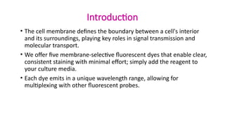 Fluorescent Cell Membrane Stains for Cell Imaging | PPTX