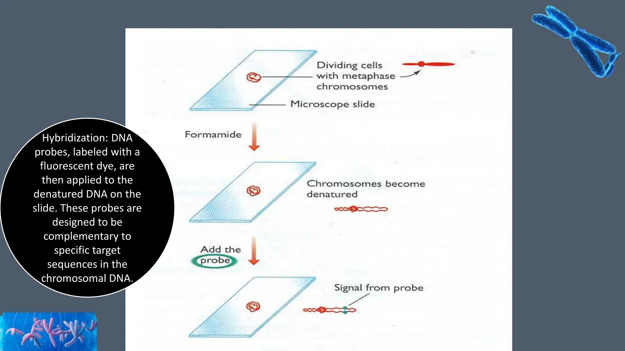 Fluorescent In-Situ Hybridization PDF.pdf