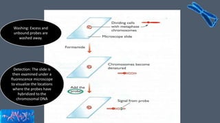 Fluorescent In-Situ Hybridization PDF.pdf