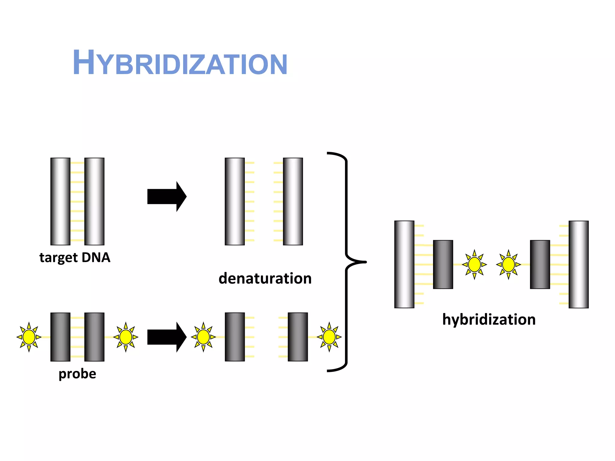 Fluorescent in situ hybridization technique | PPTX