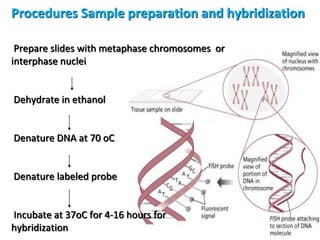 Fluorescent in situ hybridization technique | PPTX