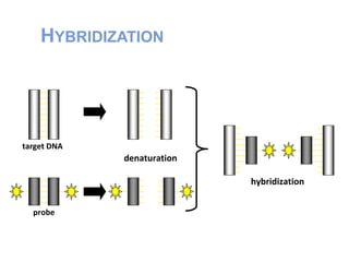 Fluorescent in situ hybridization technique | PPTX