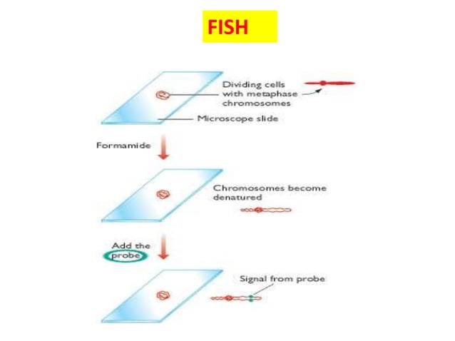 Fluorescent in situ hybridization technique | PPTX | Biological Sciences | Science