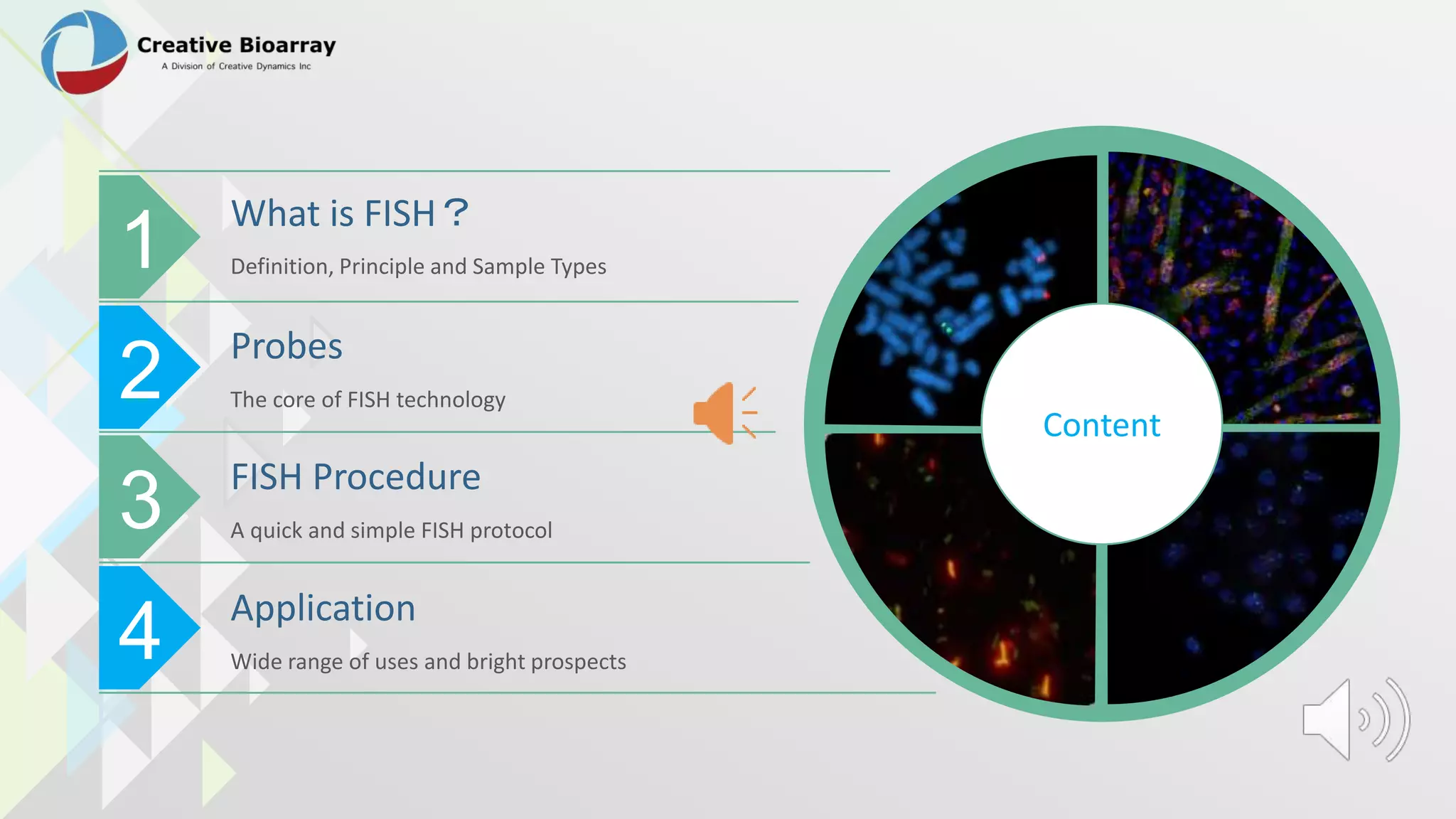 Fluorescent in situ hybridization (fish) assay | PPTX