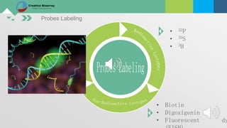 Fluorescent in situ hybridization (fish) assay | PPTX