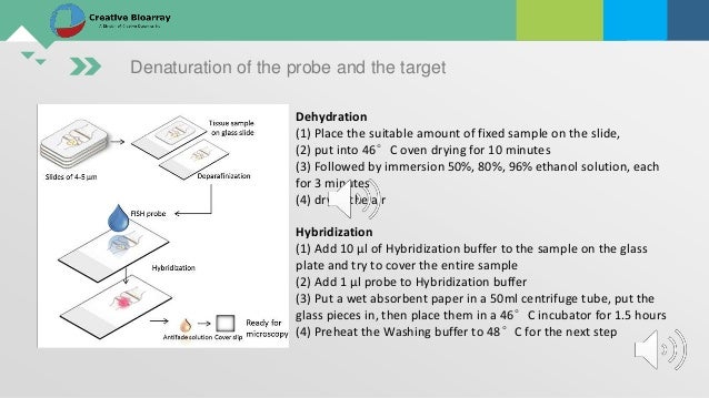 Fluorescent in situ hybridization (fish) assay