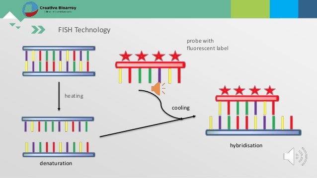 Fluorescent in situ hybridization (fish) assay
