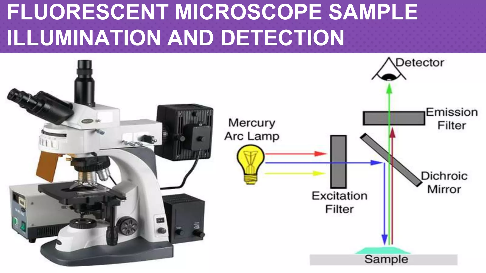 Fluorescent microscope | PPTX