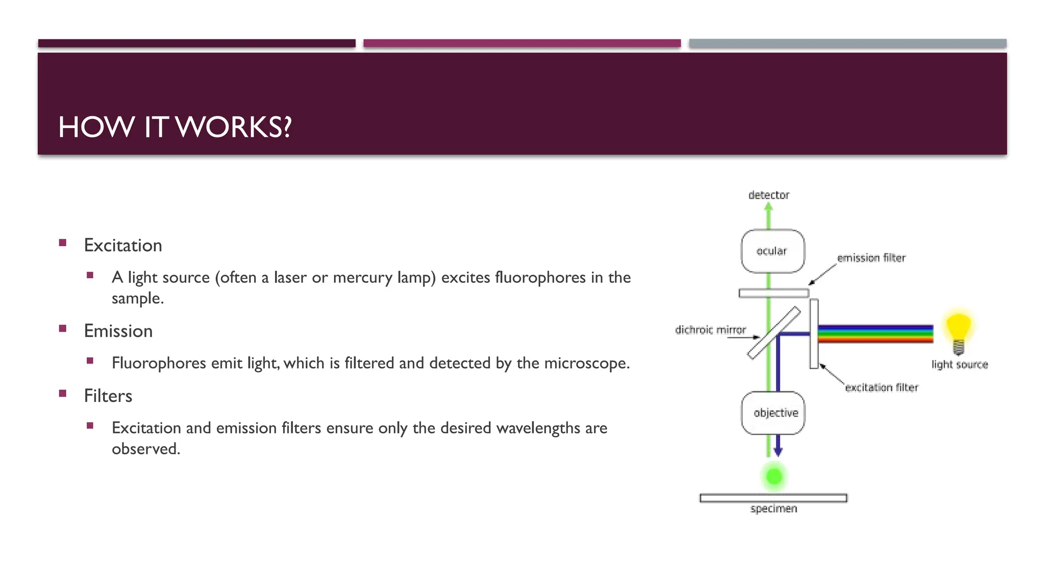 Fluorescence Microscopy: Overview, Instrumentation, Types and ...