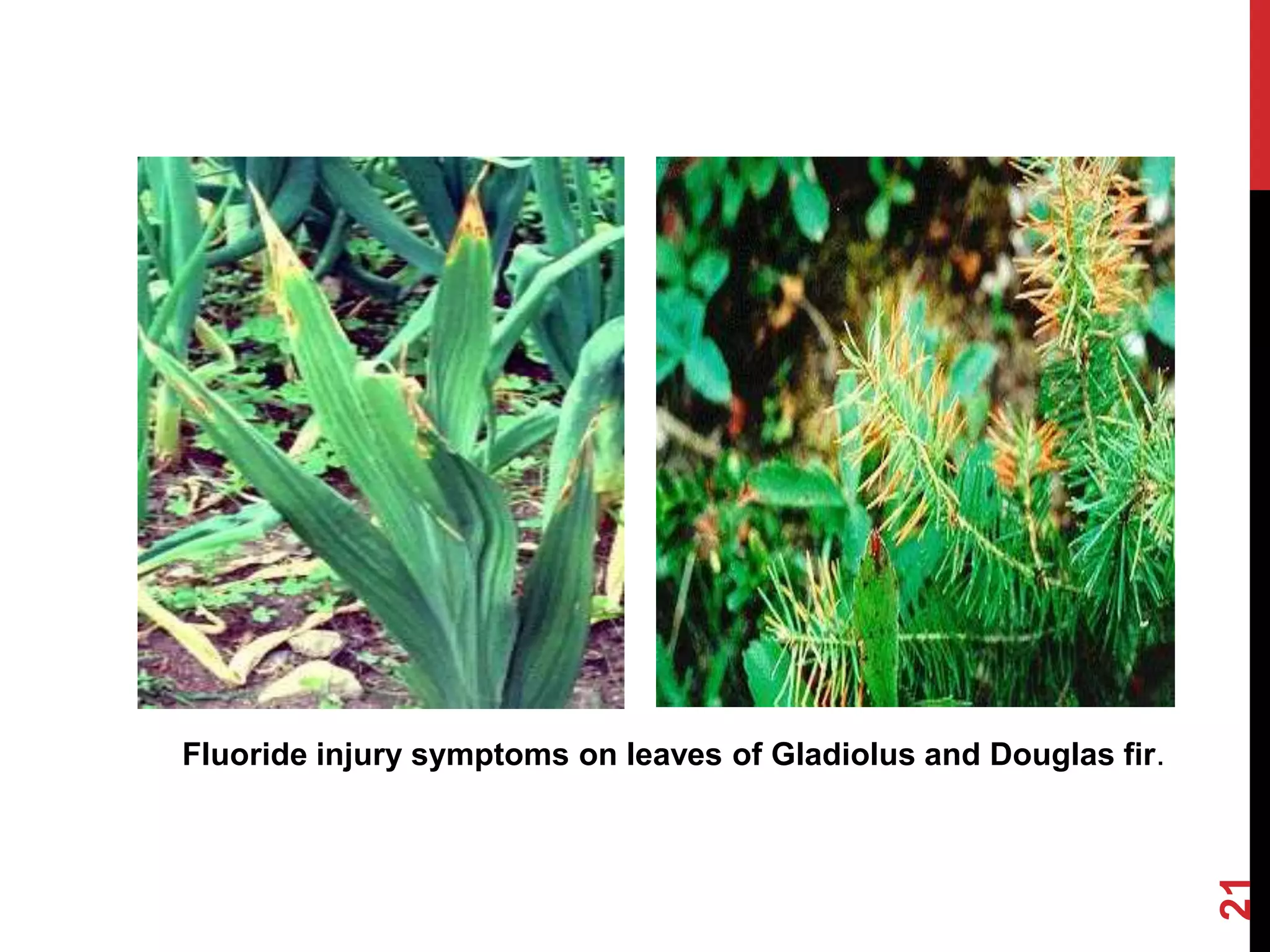 Fluoride as pollutant in air, water and its impacts on plants | PPTX