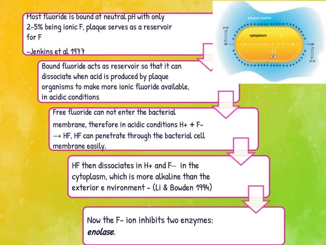 Fluorides ppt neha | PPTX | Dental Health | Diseases and Conditions