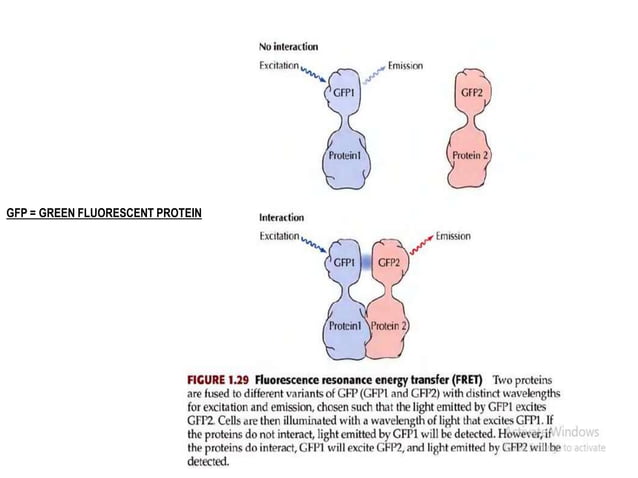 Fluorimoetric and manometric methods of enzyme assay | PPTX | Chemistry ...