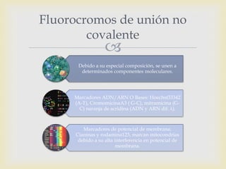 Fluorocromos para citometría de flujo | PPTX