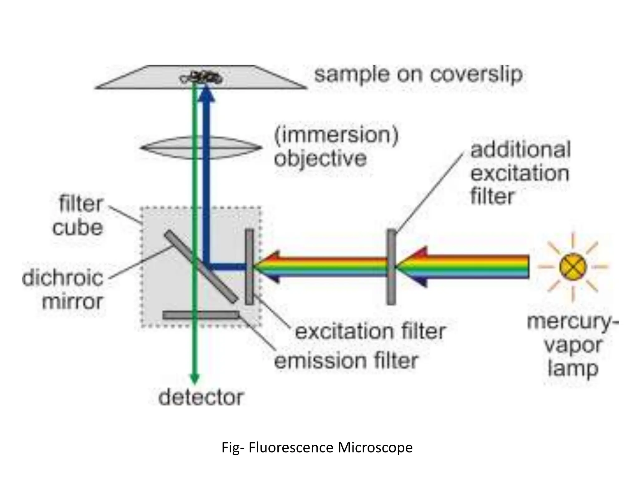 FLUOROSCENCE & PHASE CONTRAST MICROSCOPY.pptx