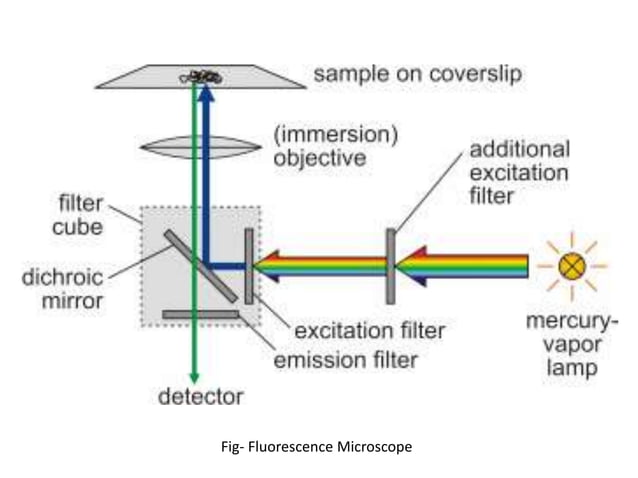 FLUOROSCENCE & PHASE CONTRAST MICROSCOPY.pptx | Chemistry | Science