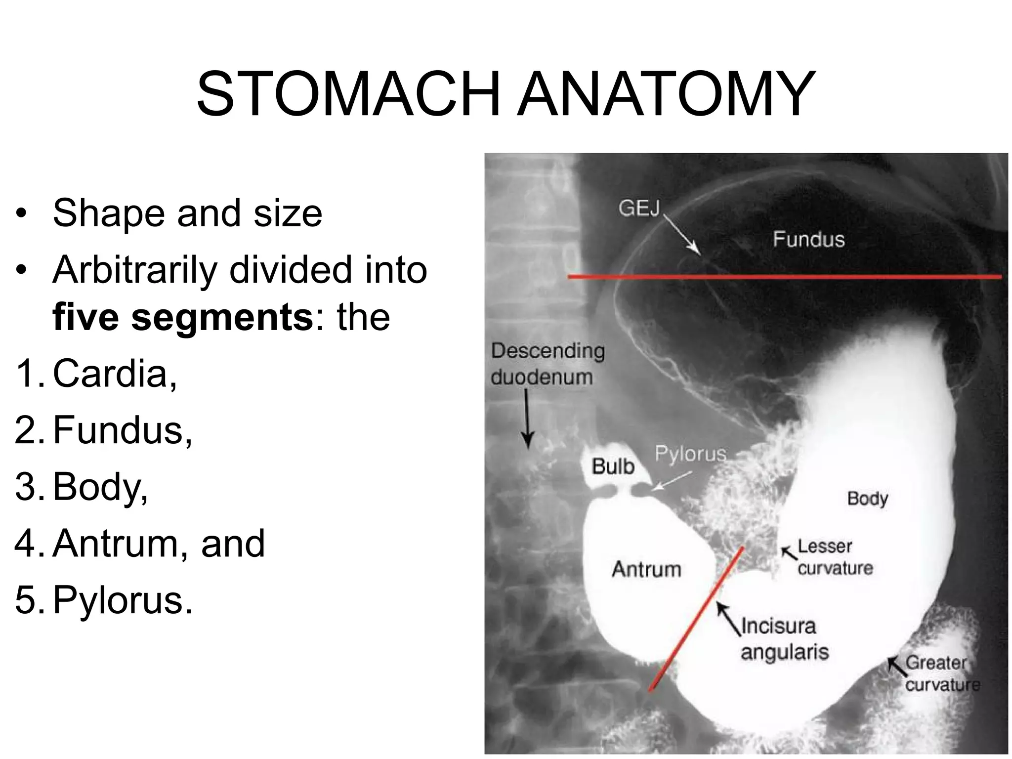 Fluoroscopic imaging anatomy and pathology of stomach and duodenum ...