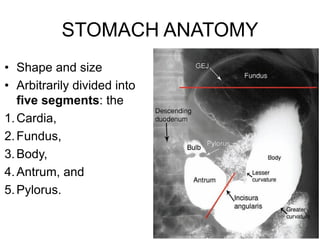 Gastric Fundus And Duodenum