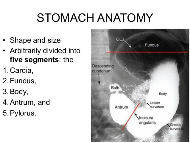 Fluoroscopic imaging anatomy and pathology of stomach and duodenum ab…