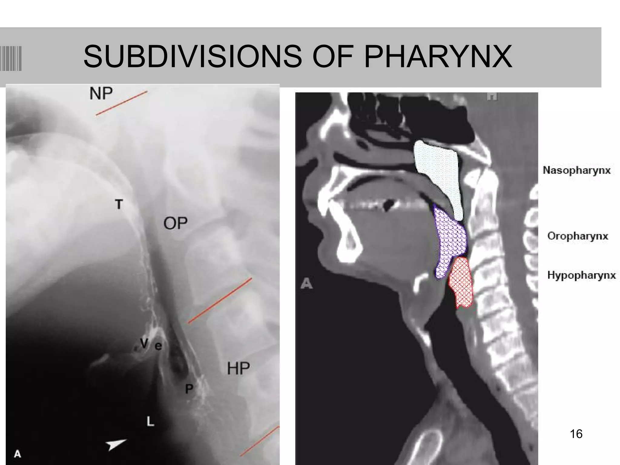 Fluoroscopic techniques and anatomy of pharynx and esophagus final | PDF