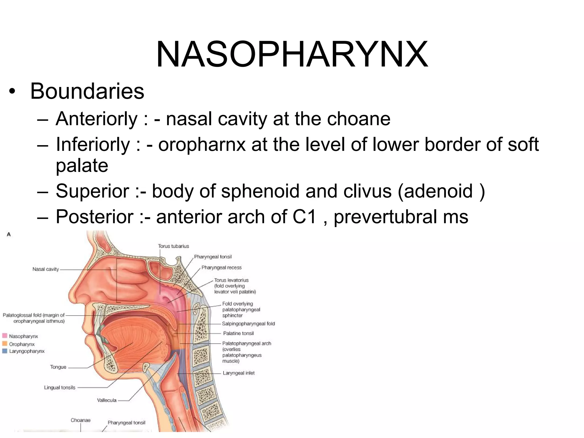 Fluoroscopic techniques and anatomy of pharynx and esophagus final | PDF
