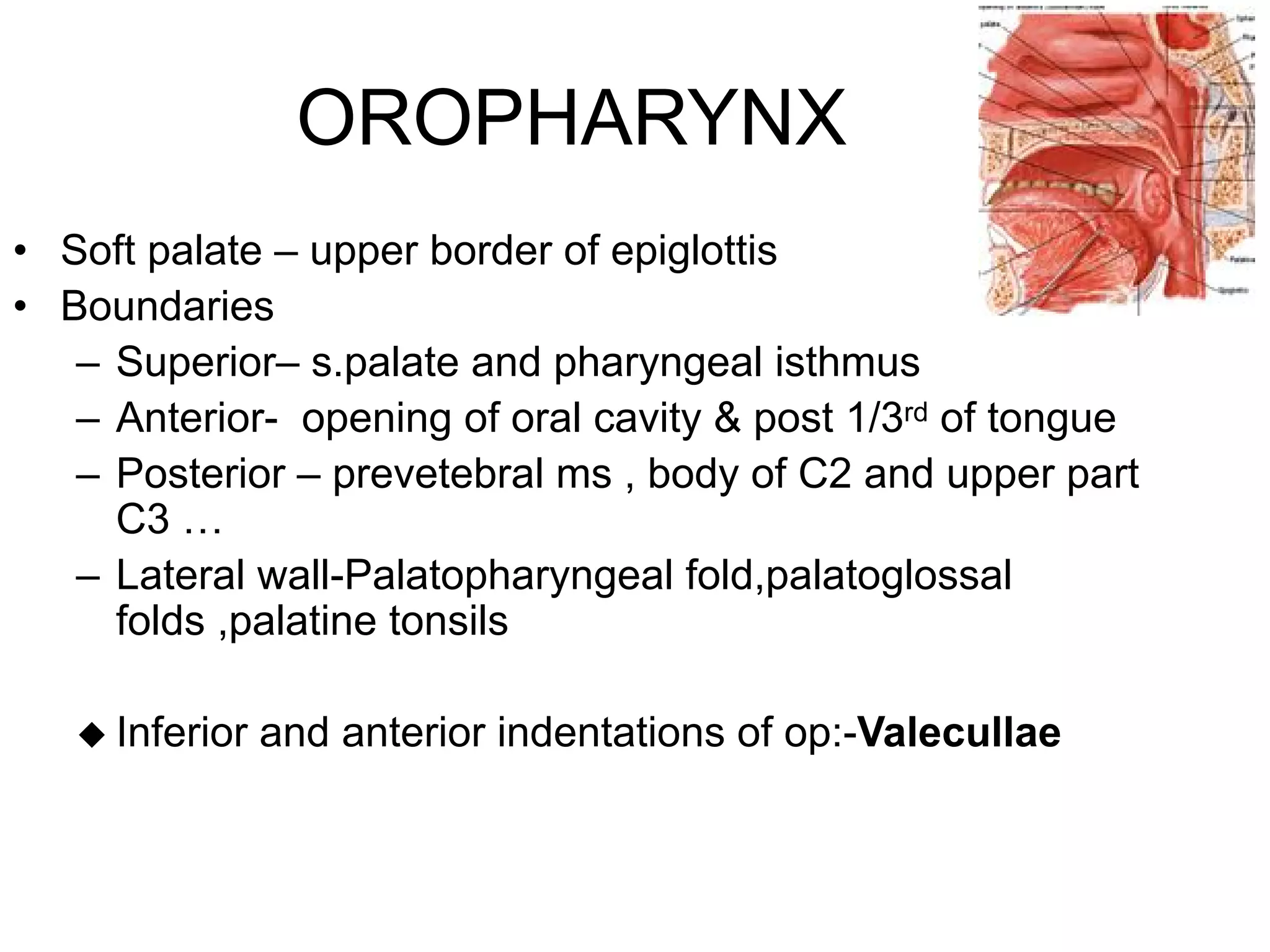 Fluoroscopic techniques and anatomy of pharynx and esophagus final | PDF