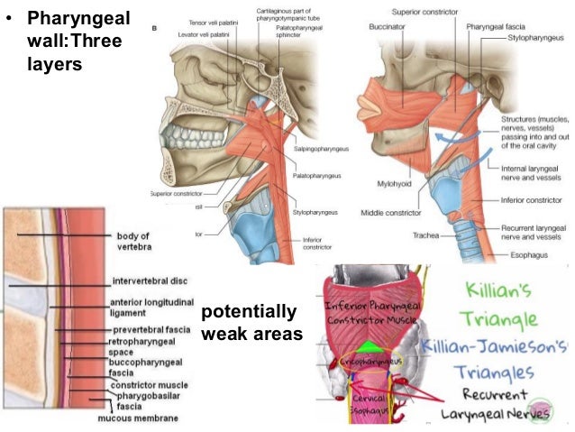 Fluoroscopic techniques and anatomy of pharynx and esophagus final
