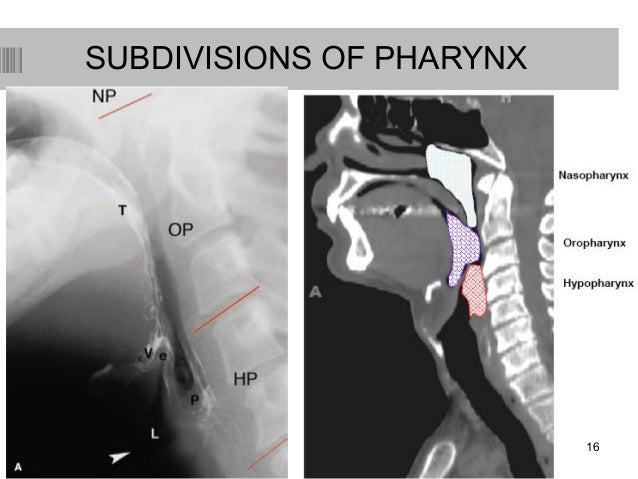Fluoroscopic techniques and anatomy of pharynx and esophagus final