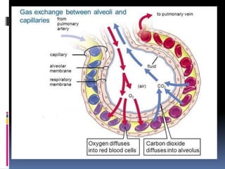 Flutter a device for clearance of airway | PPTX
