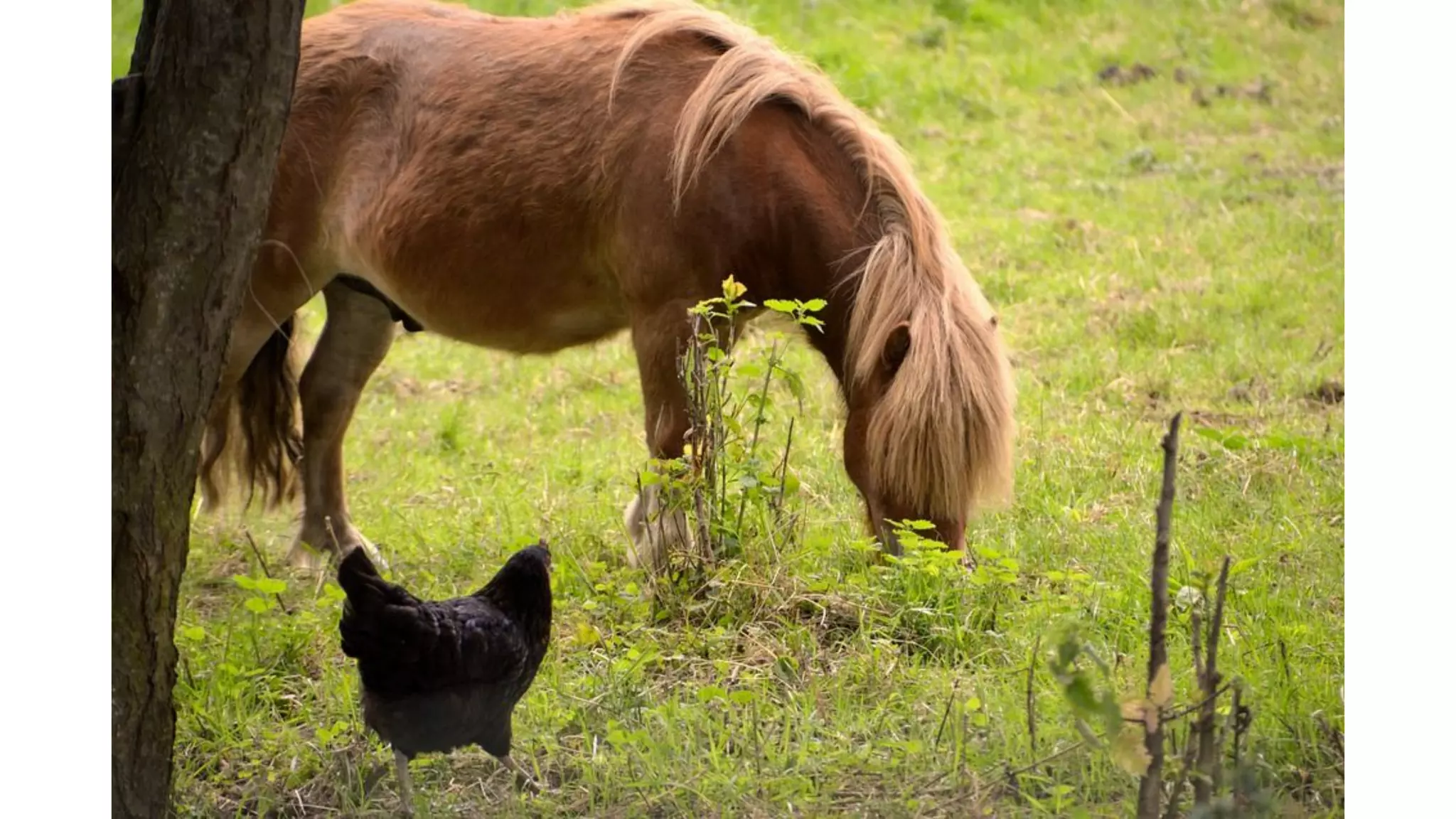 Flutter vs Java Graphical User Interface Frameworks.pptx | PPT