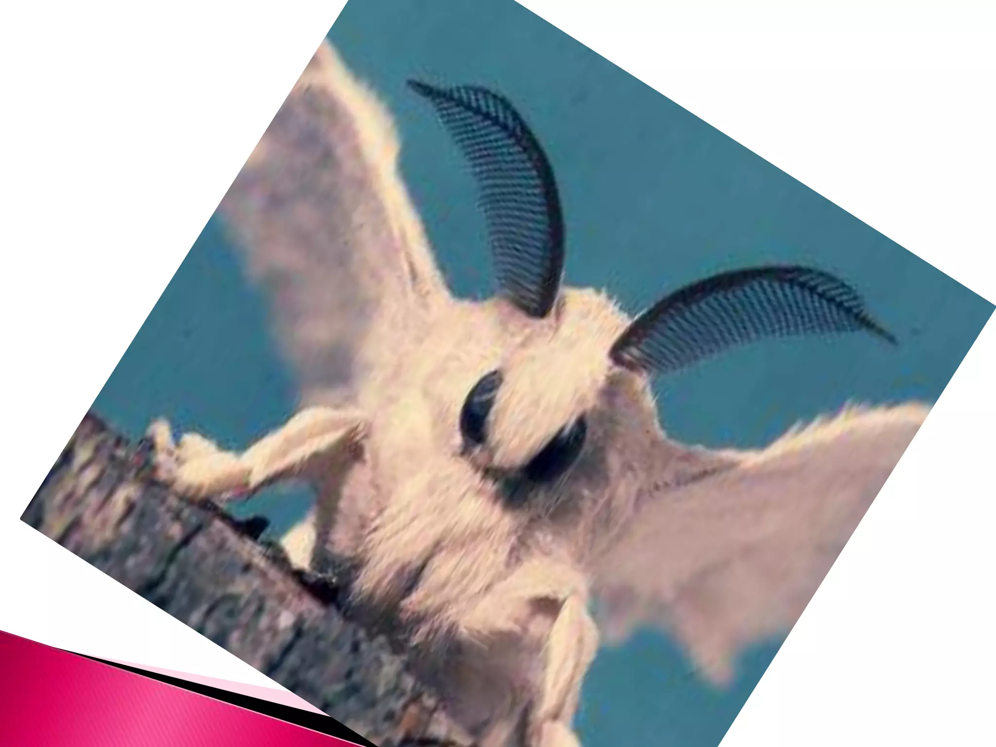 Fluturele de matase | PPTX