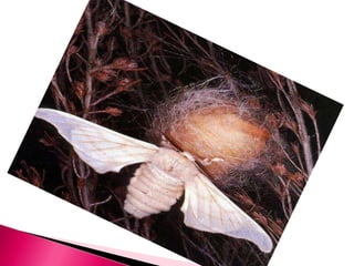 Fluturele de matase | PPTX