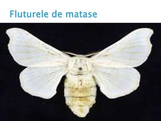 Fluturele de matase | PPTX