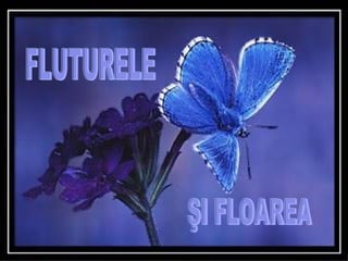 Fluturele si floarea | PPT