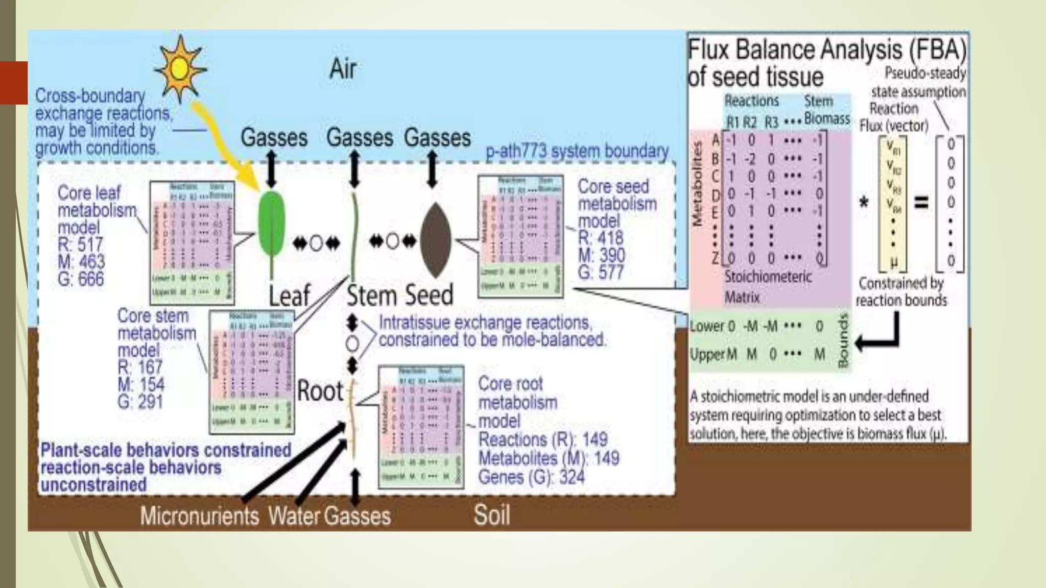 Flux balance analysis | PPTX