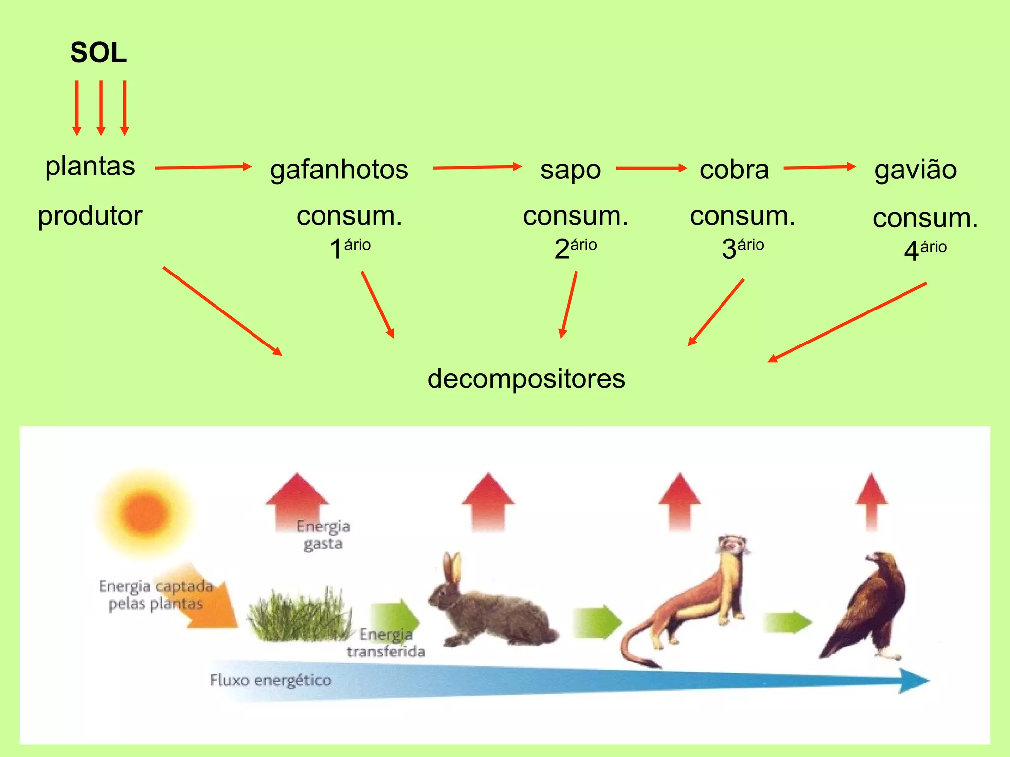 Fluxo de matéria e de energia nos ecossistemas | PPT