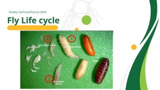 Fly Control Program To Understand and Control Fly | PPTX