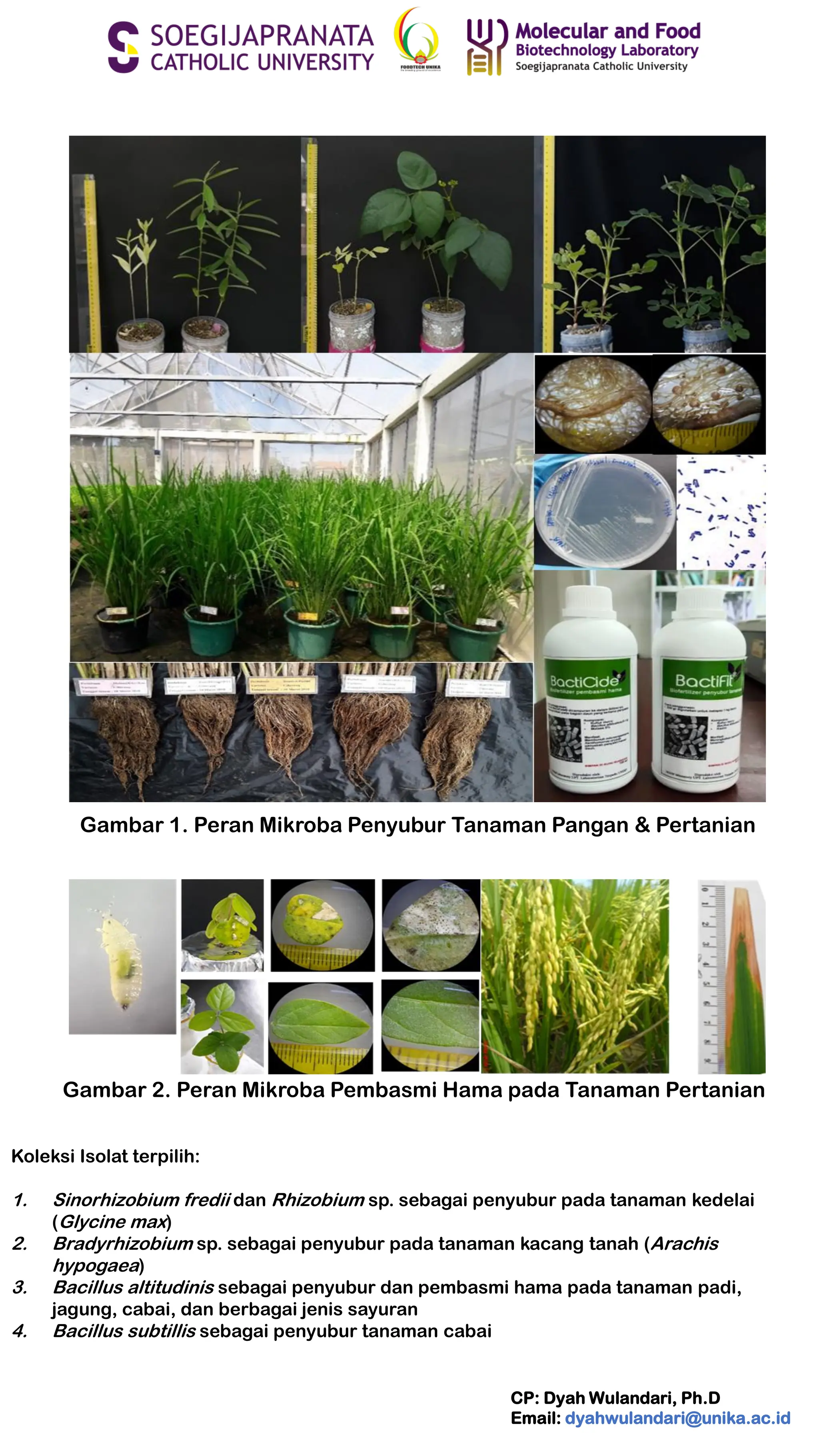 Flyer Pameran Terkait Peran Plant Growth Promoting Bacteria (PGPB) dan ...