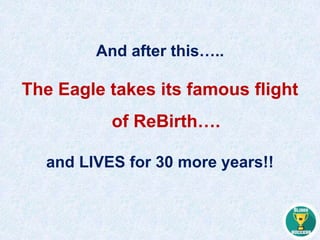 Fly High- An Eagle's Story | PPTX