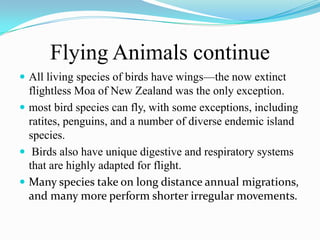 Flying animals | PPTX