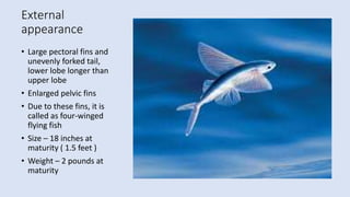 Flying fish | PPTX