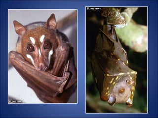 Stripe Faced Fruit Bat