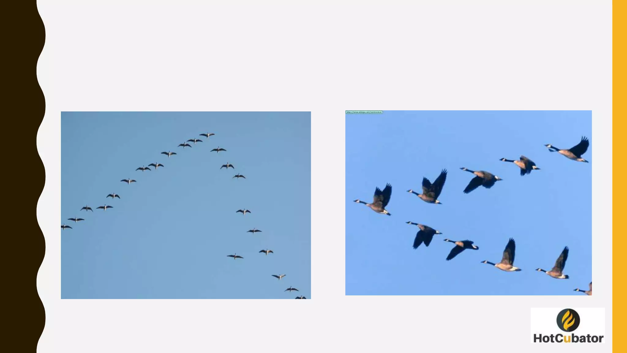 Flying geese model | PPTX
