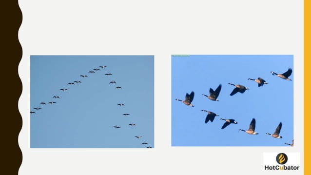 Flying geese model | PPTX | Birdwatching | Hobbies & Interests